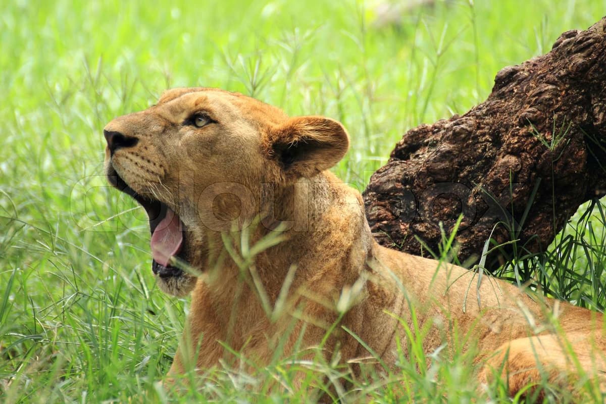 Dream Meaning of A Female Lion - numberswiki.com