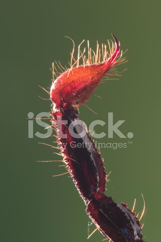 Dream Meaning of A Scorpion Sting - numberswiki.com