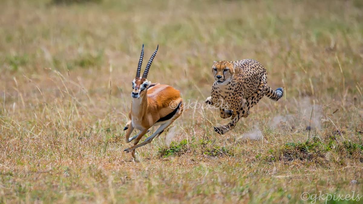 Dream Meaning of Chasing Animal - numberswiki.com