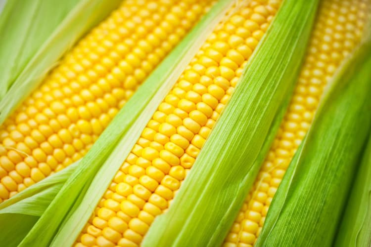 Dream Meaning of Corn - numberswiki.com