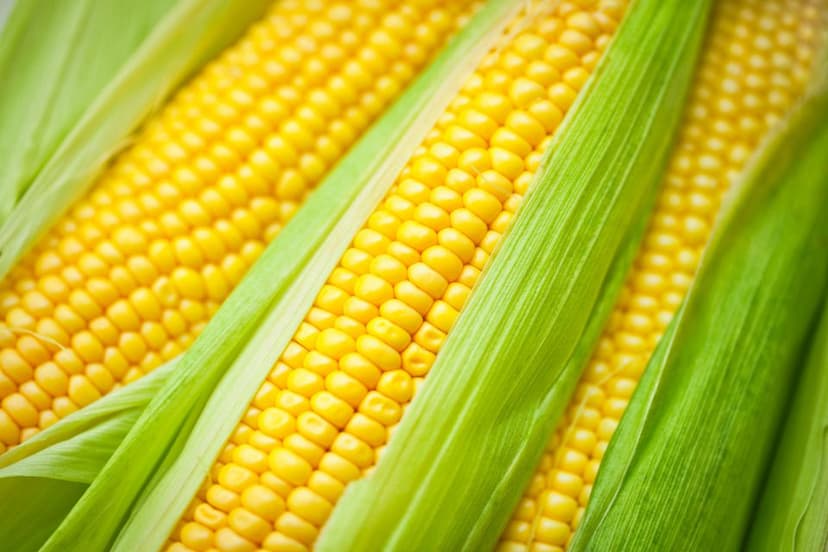 Dream Meaning of Corn - numberswiki.com